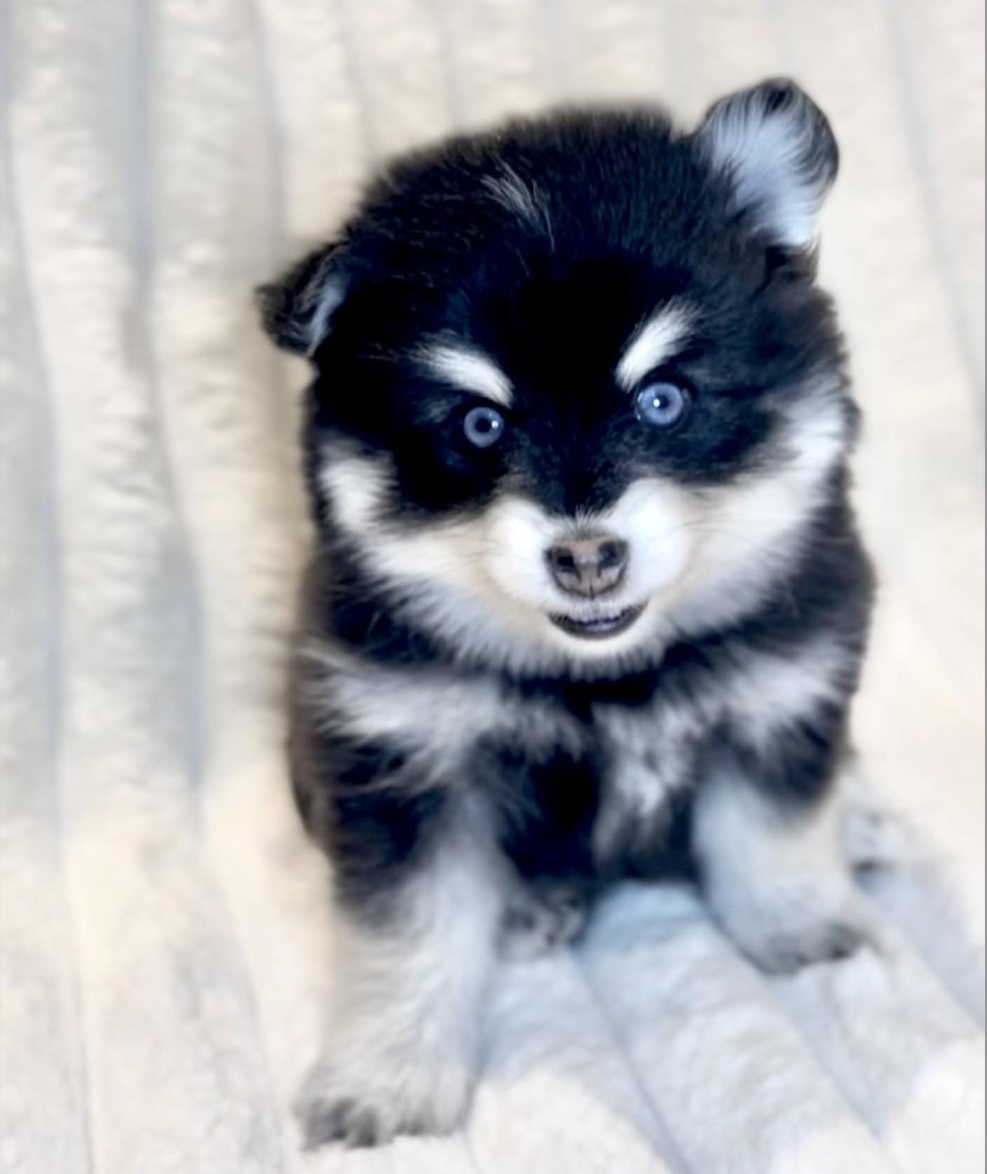 Prix Pomsky : guide complet pour comprendre les tarifs