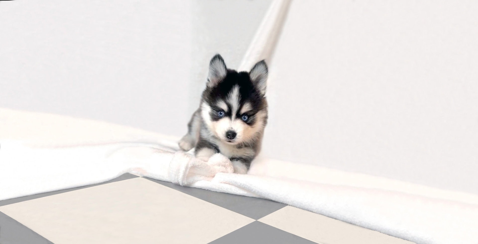 NOS CHIOTS POMSKY DISPONIBLES