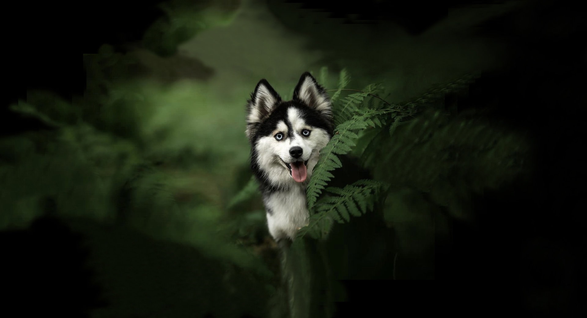 Tout savoir sur le Pomsky F1, le chiot de première génération