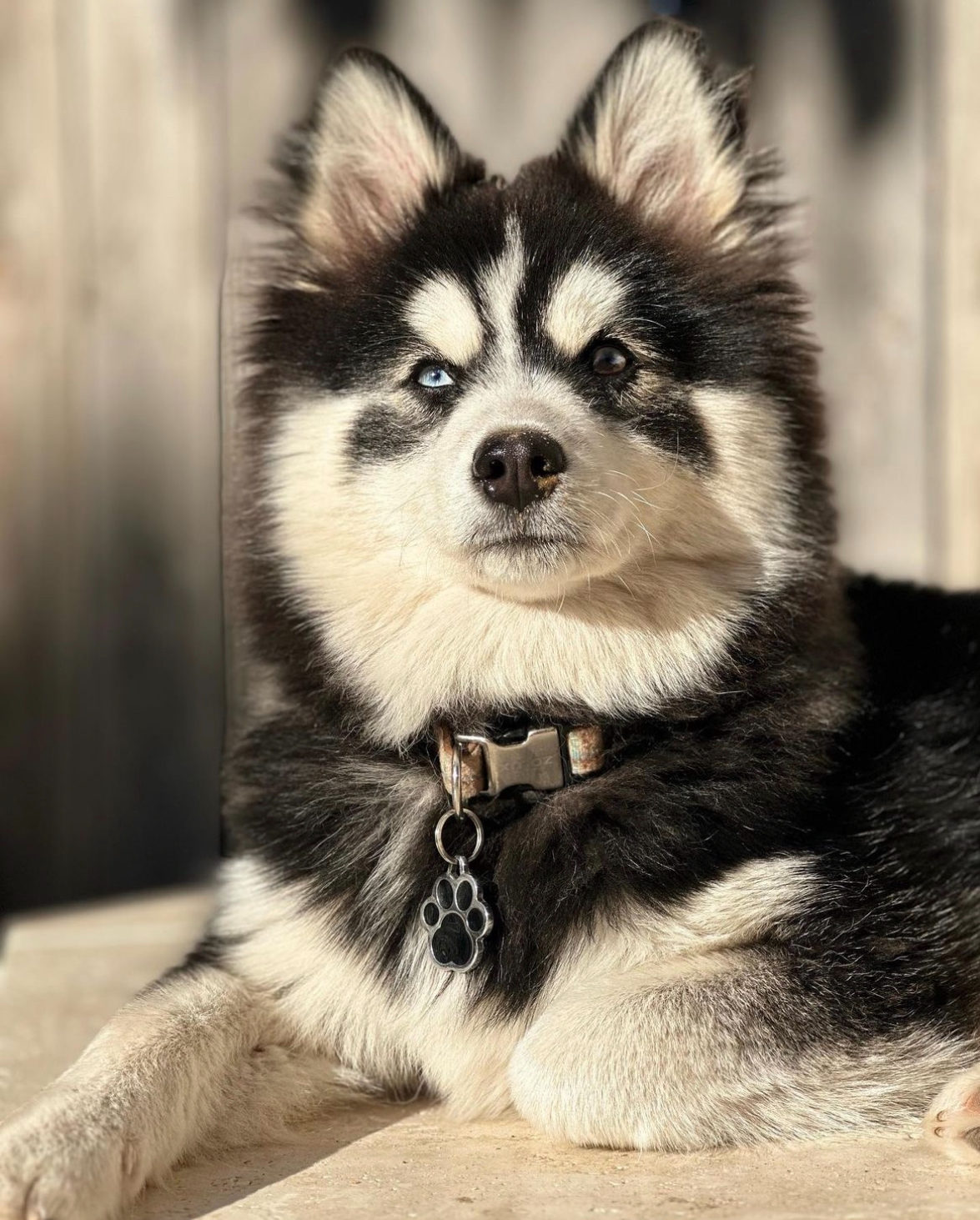 Différentes robes, longueurs du chien Pomsky en élevage