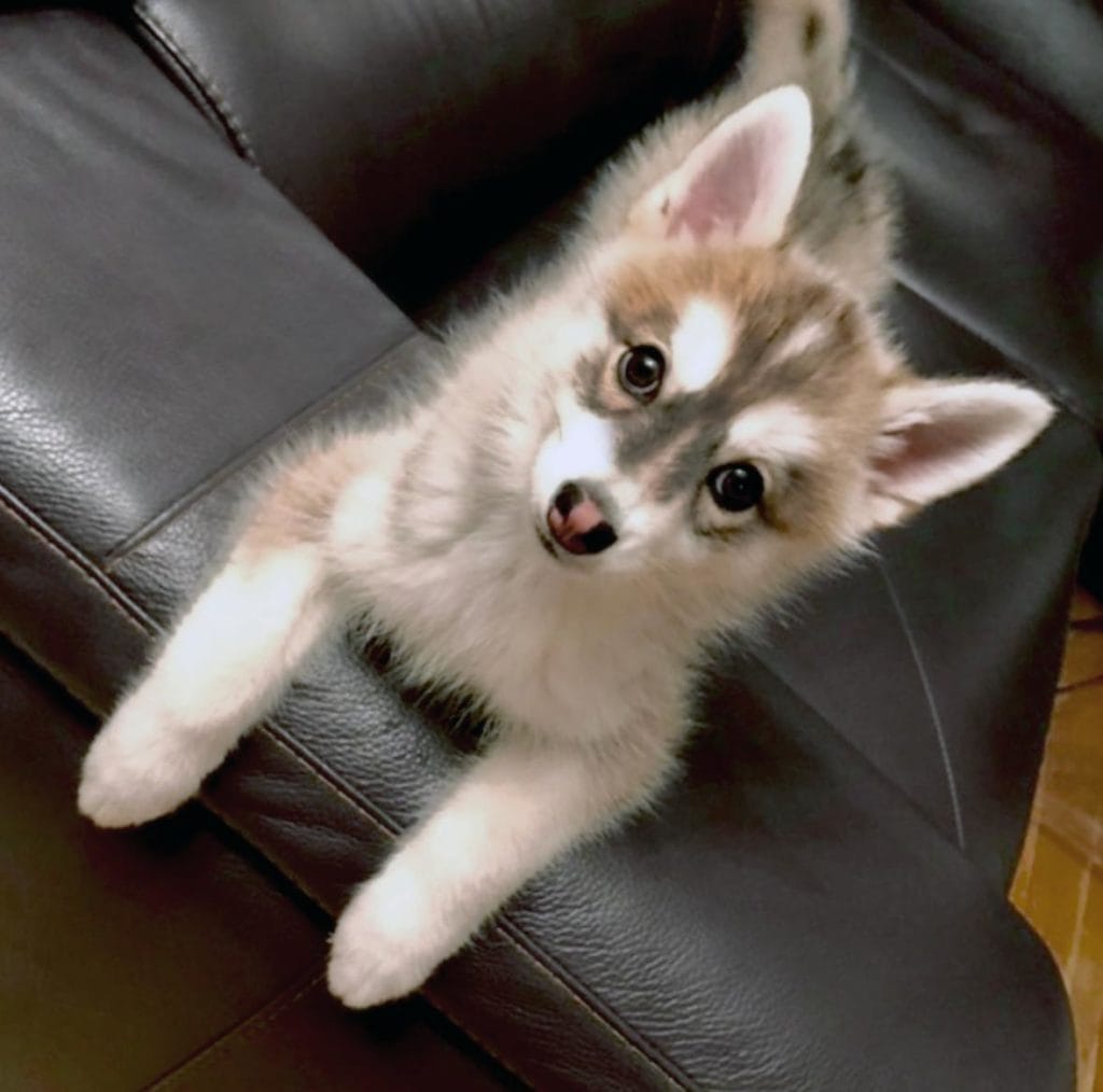 Les différentes couleurs de robe de chien Pomsky en élevage