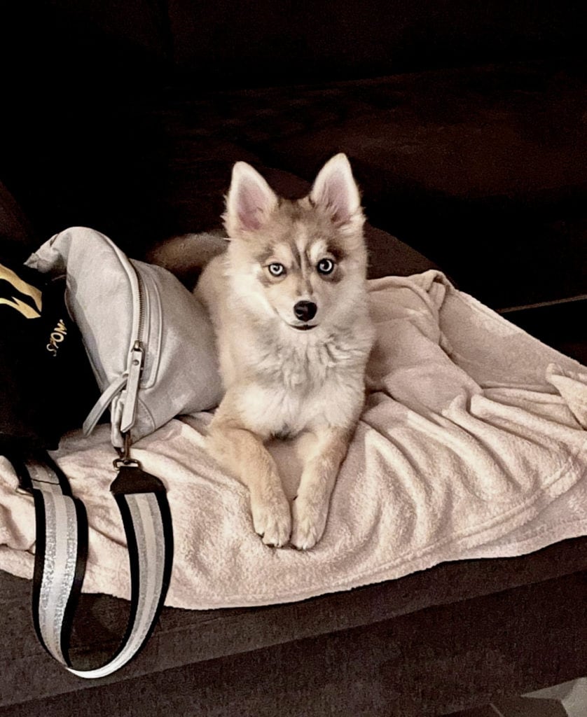 Les différentes couleurs de robe de chien Pomsky en élevage