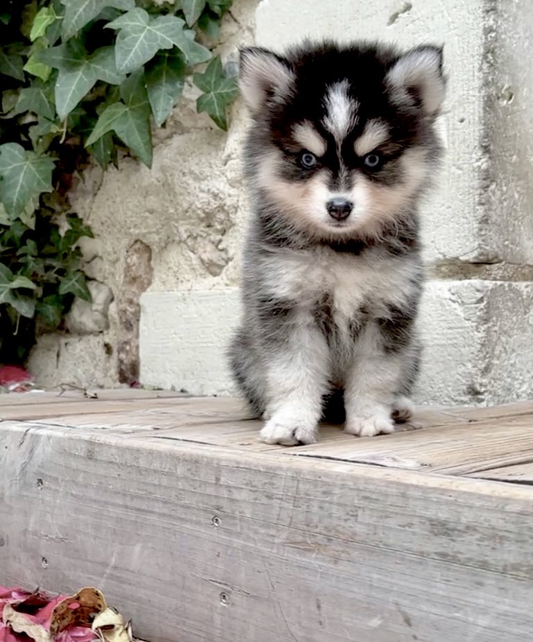 Les différentes couleurs de robe de chien Pomsky en élevage