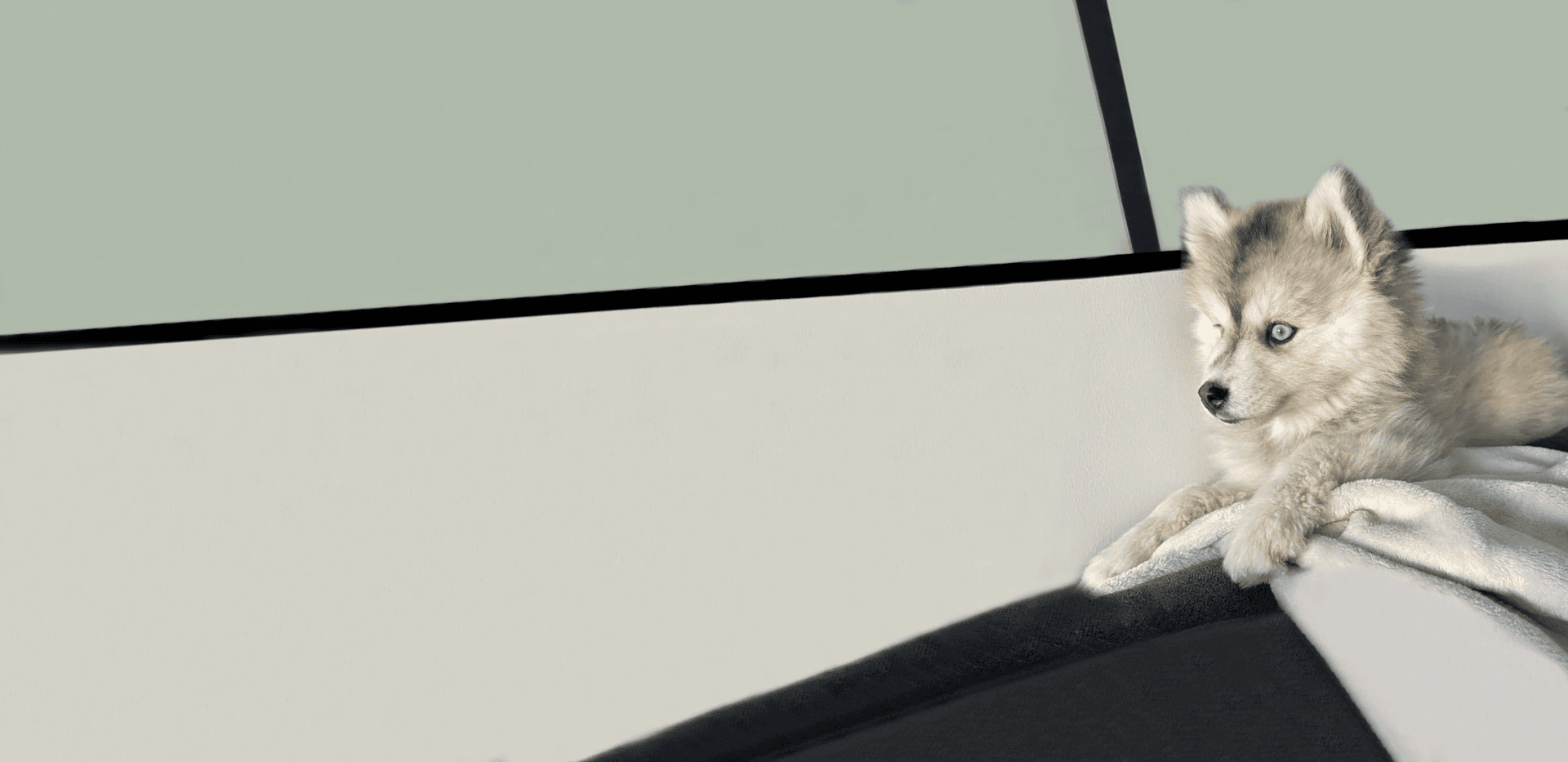 Pomsky F4 : tout savoir sur cette génération de husky nain