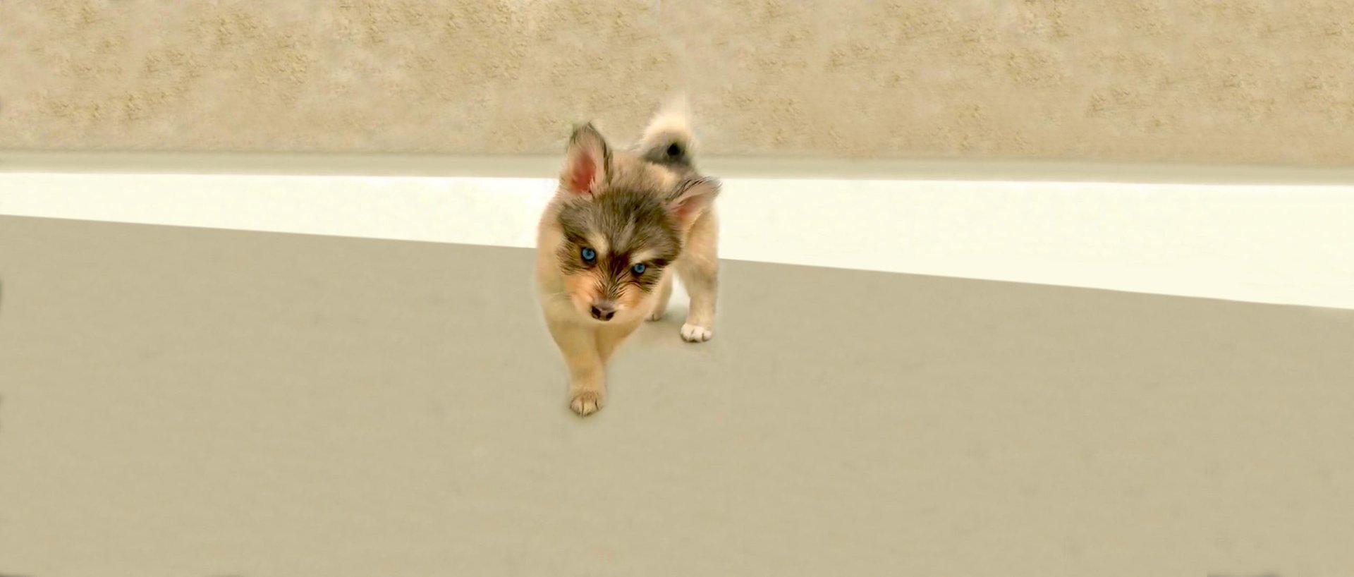 Tout savoir sur le chien Pomsky Loup en élevage
